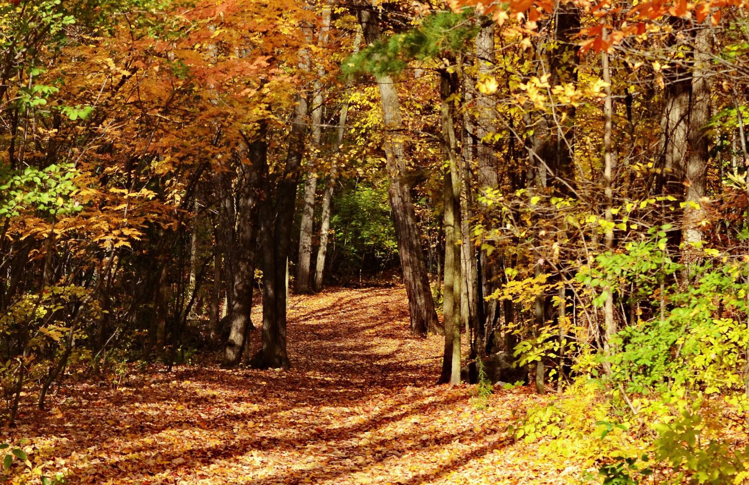 Bells Corners | Christine Hauschild Team